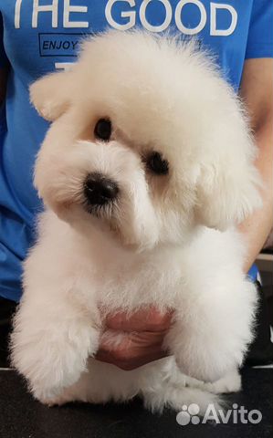 Дети чемпионов