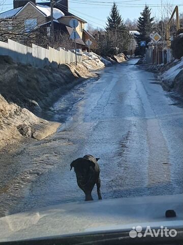 Найдена собака доберман