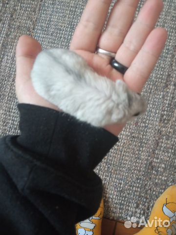 Джунгарик хомяк