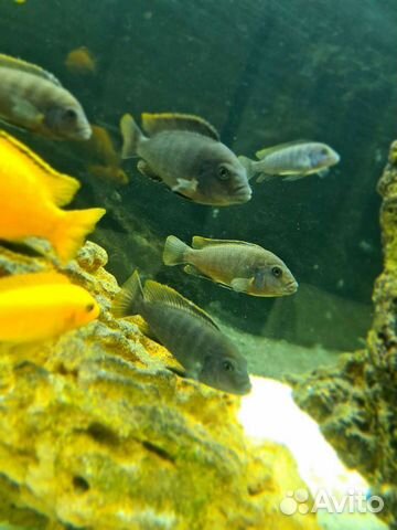 Рыбки малавийские цихлиды