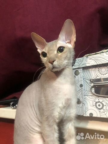 Канадский браш