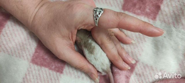 Дамбовые крыски