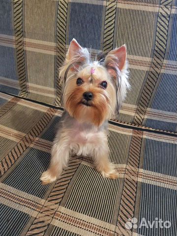 Йоркширский терьер