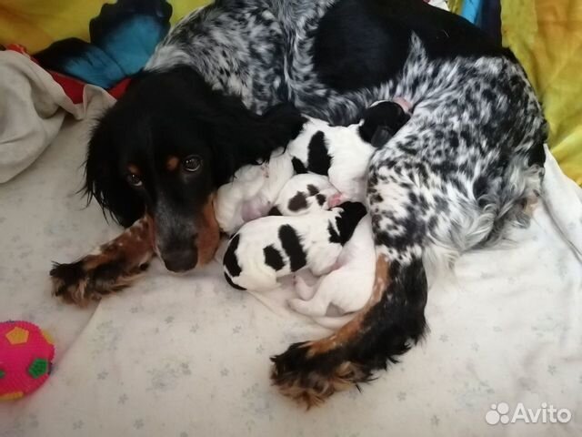 Собаки щенки