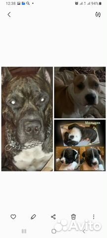 Стафик щенок элементный