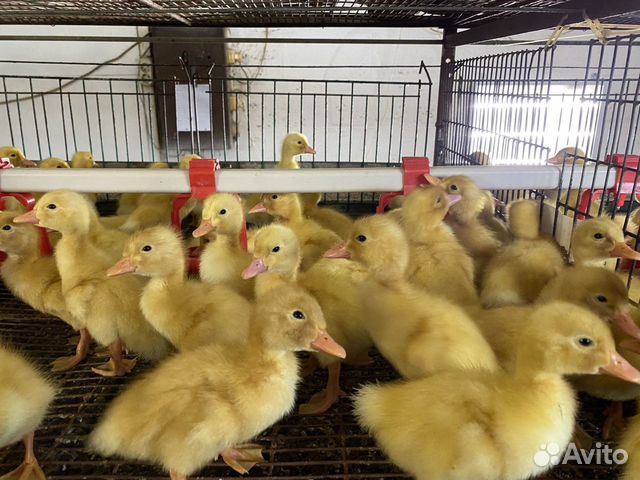 Утята Крым Оптом