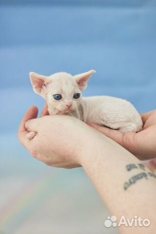 Hemingway белоснежный красавец