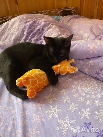 Котята в дар