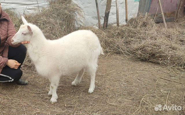 Ипатово с Большевик