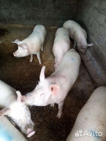 Свинина живым весом