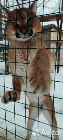 Кошка каракет
