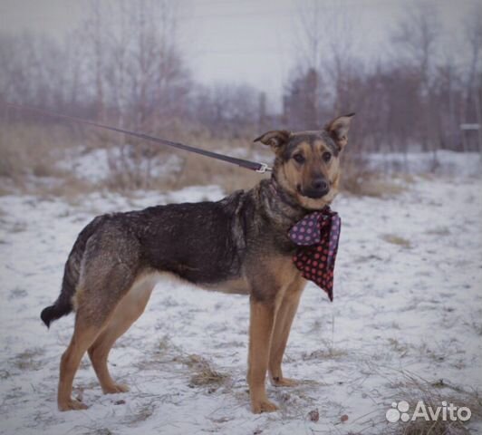 Собака в добрые руки девочка