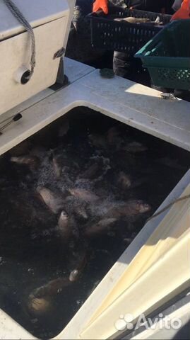 Карась на зарыбление