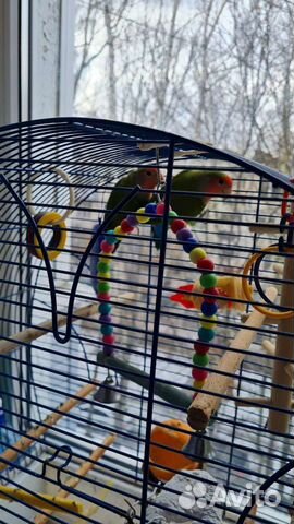 Неразлучники пара