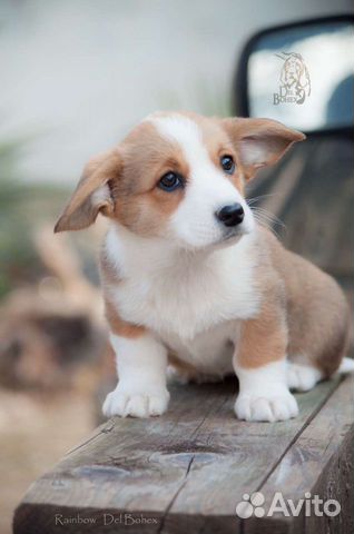 Шикарная девочка вельш корги кардиган