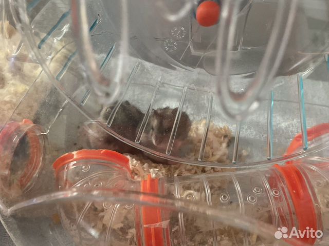 Продаются хомячки, красивые разного цвета
