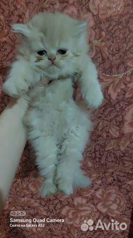 Персидская