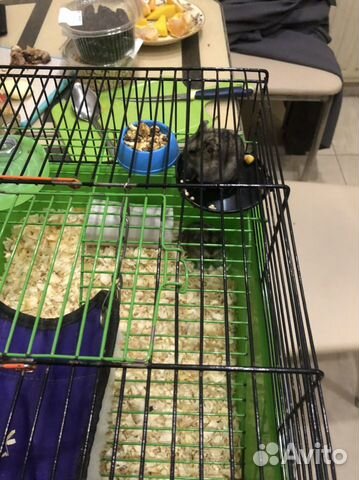 Джунгарский хомяк