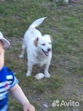 Маленькая собачка в добрые руки