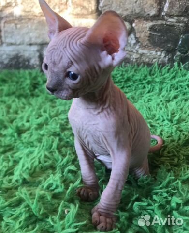 Лиловая девочка