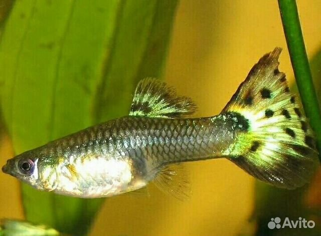 Аквариумные рыбки гуппи