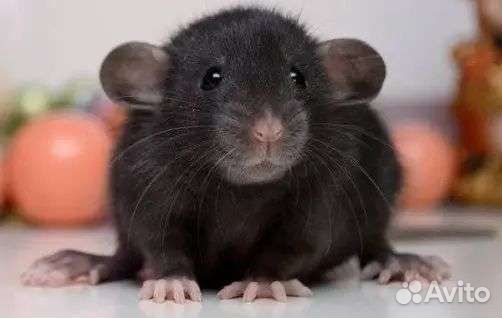 Чёрные крыски дамбо