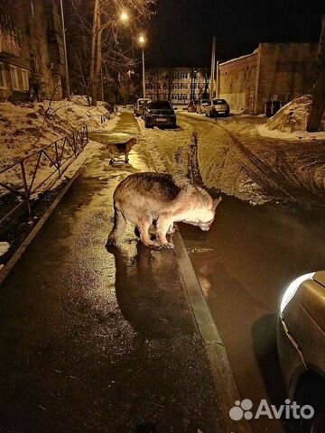 Найдены но не пойманы)