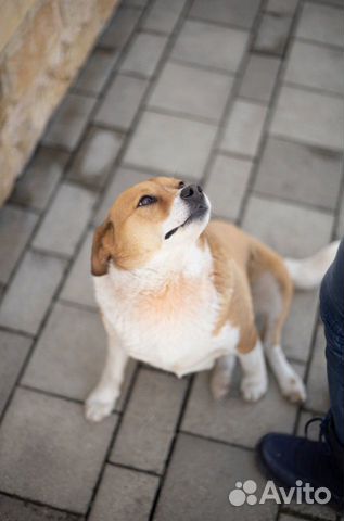 Ищет дом не крупная Собачка Люся