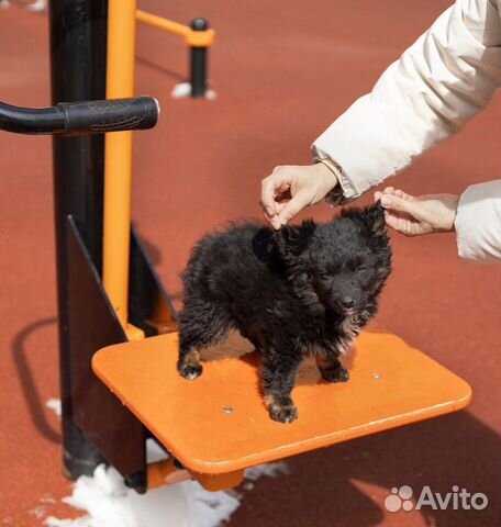 Ищет дом щенок не большой Собачки Лёля