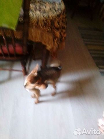 Собачка в хорошие ручки