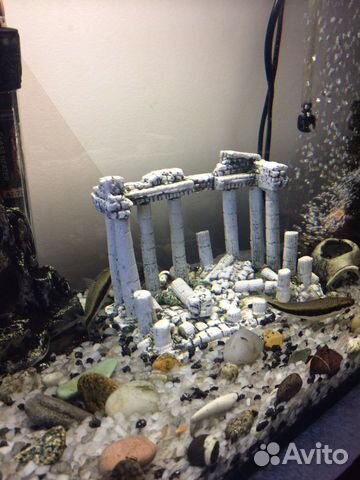 Рыбка водорослеед