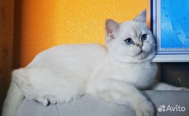 Мальчик Bri ny 11 33