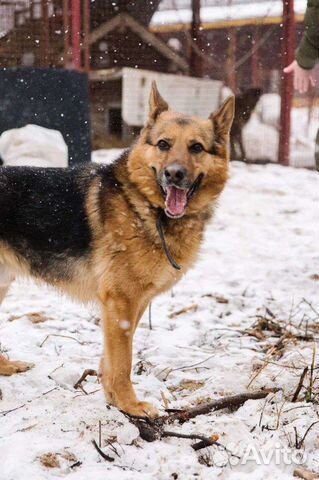 Овчаристый красавец,пёс с печальной судьбой
