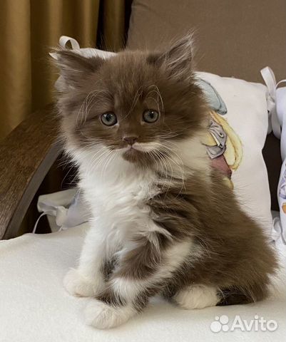 Девочка Зефиринка