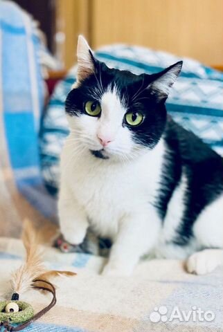 Кошечка Мадлен - мисс спокойствие и порядок в дар