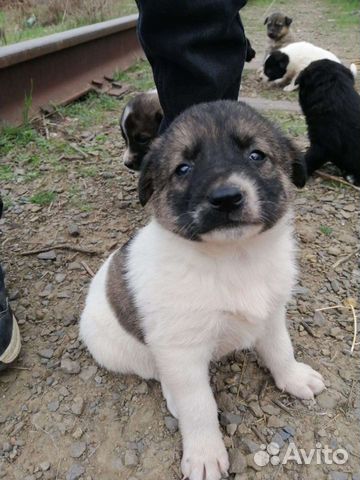 Маленькое чудо