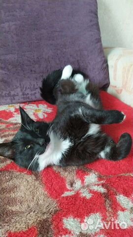 Вязка мачо котика-осеменителя