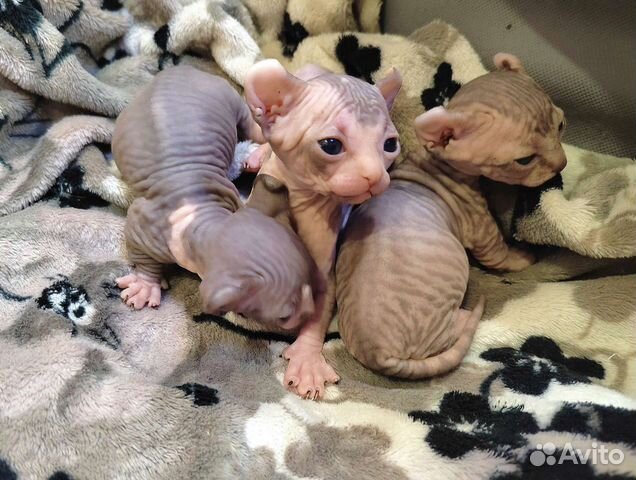 Необыкновенные мини девочки двэльф и эльф