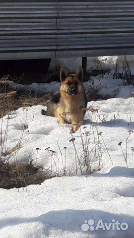 Немецкая овчарка