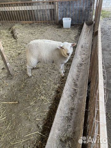 Баран тексел на племя. Возрост 7.5 цена 35т