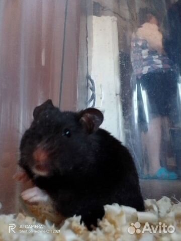 Сирийский хомяк