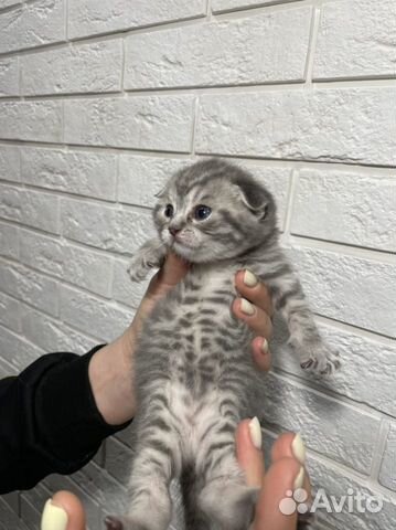 Шотландские вислоухие котята