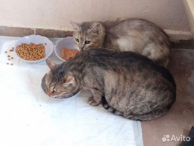 Взрослый котик ищет новый дом