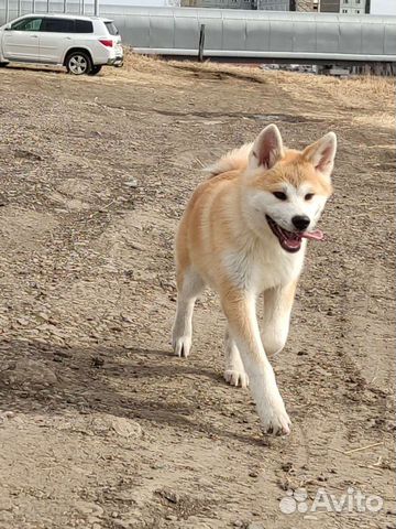 Щенки акита ину