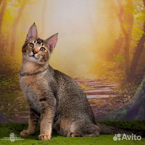 Каракет, кот, кошка