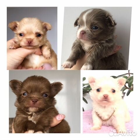 Эстетическое удовольствие стандарт, мини