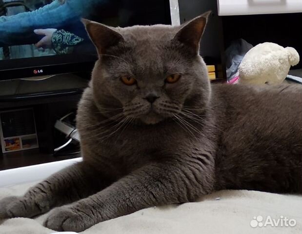 Британский кот для вязки