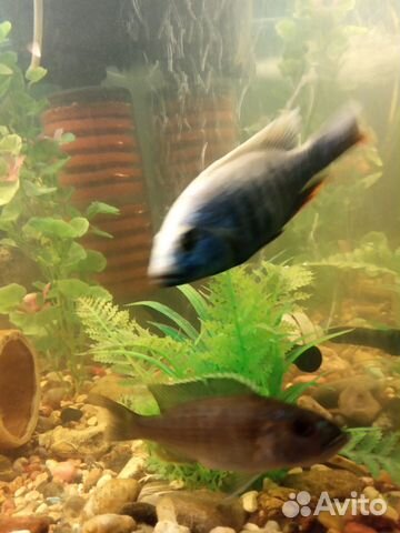 Продам рыбок Хаплохромис васильковый