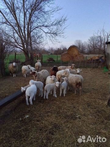 Овцы с ягнятами