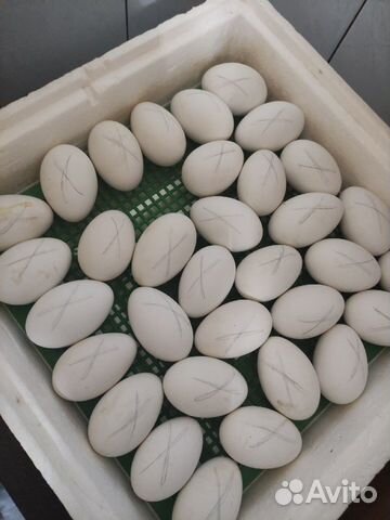 Продам инкубационное гусиное яйцо